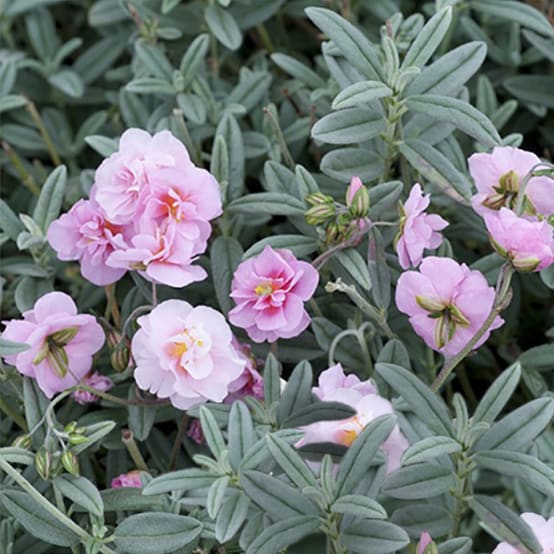 Heliantheme Rose of Leeswood - Helianthemum - GODET 7CM - Jardiland