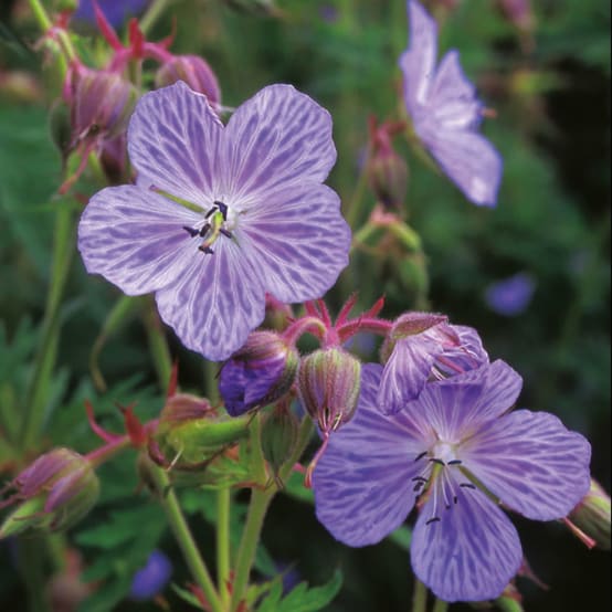 Géranium vivace pratense Mrs Kendall Clark lot de 3 - GODET 7CM - Jardiland