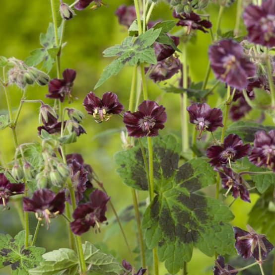 Géranium vivace phaeum Samobor lot de 3 - GODET 7CM - Jardiland