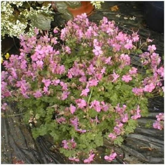 Geranium vivace rose vif 'Westray' lot de 3 - GODET 7CM - Jardiland