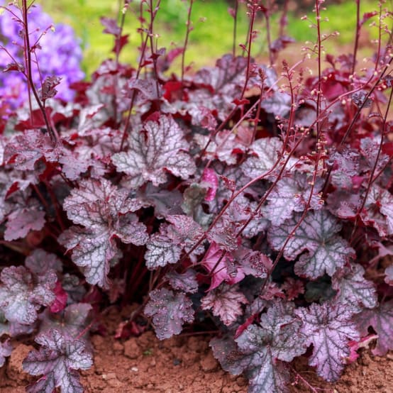 Heuchère Shangaï - Heuchera - POT 10X10CM - Jardiland