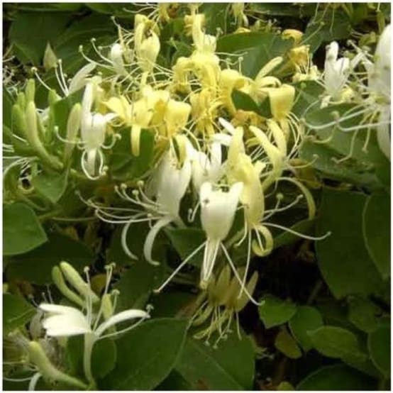 Chèvrefeuille 'Hall's Prolific' - Pot de 1,5 litres - Jardiland