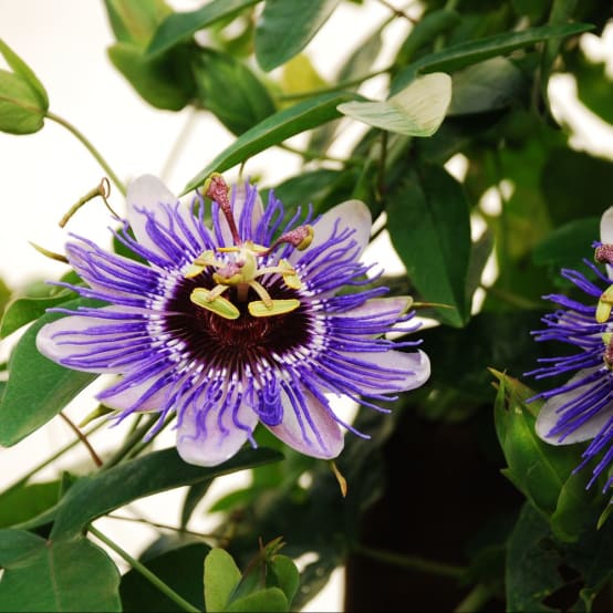 Passiflore 'Purple haze' - Pot de 3 litres - Jardiland