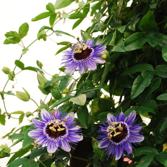 Passiflore 'Purple haze' - Pot de 3 litres - Jardiland