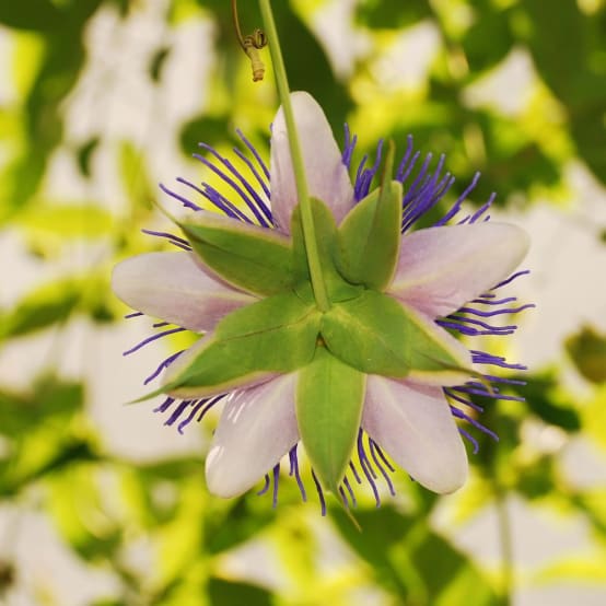 Passiflore 'Purple haze' - Pot de 3 litres - Jardiland