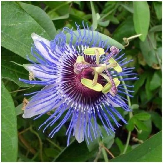 Passiflore 'Purple haze' - Pot de 3 litres - Jardiland