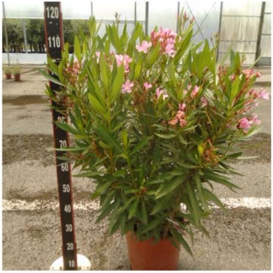 Laurier rose à fleurs simples roses - Pot de 16 litres - Jardiland