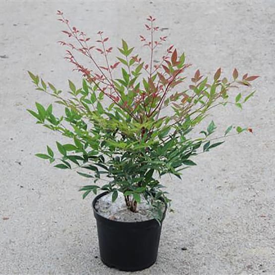 Bambou sacré - Nandina domestica - Pot de 3 litres - Jardiland