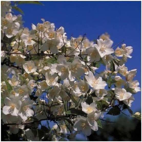 Filadelfo - Philadelphus coronarius - C7.5L - Jardiland