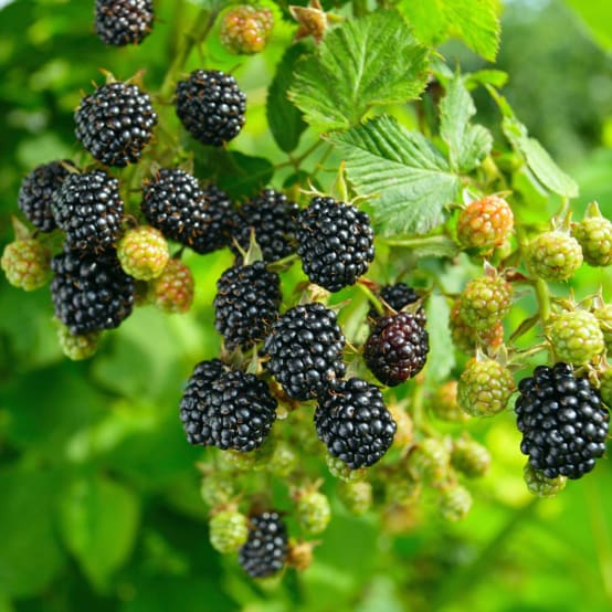 Mora gigante sin espinas 'Triple Crown' - Maceta de 2 litros - Jardiland