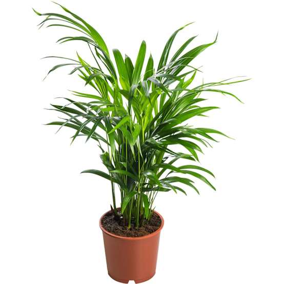 ARECA lutescens - Jardiland