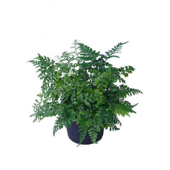 ASPLENIUM parvati - Jardiland