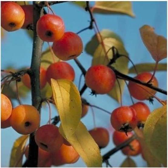 Malus perpetu 'Evereste' - Pommier d'ornement - Pot de 15 litres ...