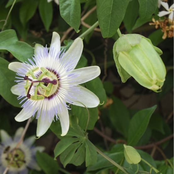 Passiflore Clear Sky® - Pot de 3 litres - Jardiland