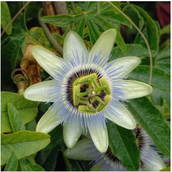 Passiflore Clear Sky® - Pot de 1,5 litres - Jardiland