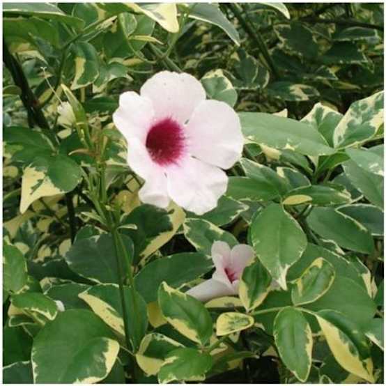 Pandorea 'Variegata' - Pot de 3 litres - Jardiland