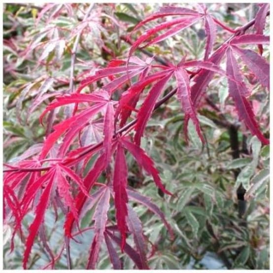 Arce japonés 'Shirazz' - Maceta de 5 litros - Jardiland