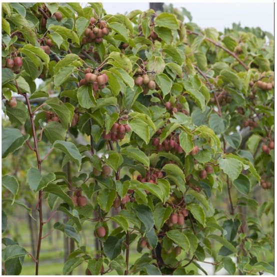 Kiwaï Red jumbo (femelle) - Pot de 2 litres - Jardiland