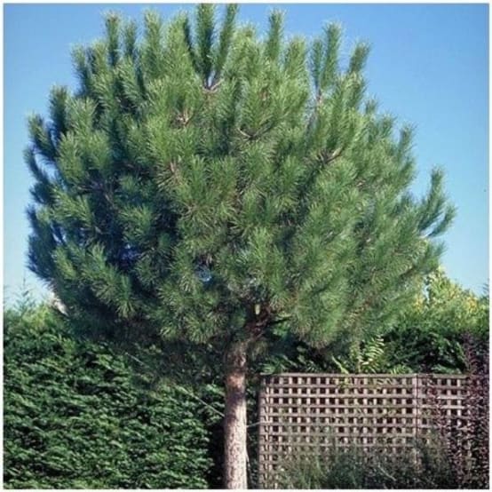 Pin parasol - Pot de 35 litres - Jardiland