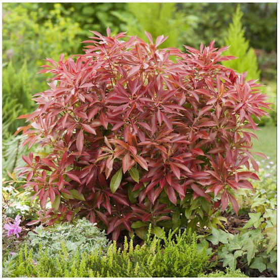 Pieris 'Mountain Fire' - Pot de 3 litres - Jardiland