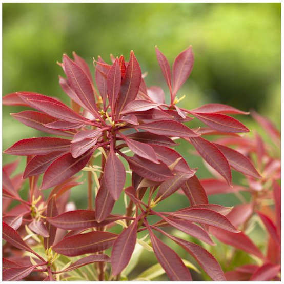 Pieris 'Mountain Fire' - Pot de 3 litres - Jardiland
