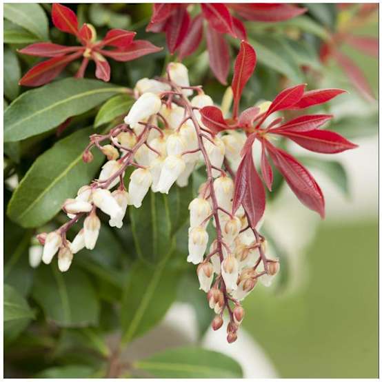 Pieris 'Mountain Fire' - Pot de 3 litres - Jardiland