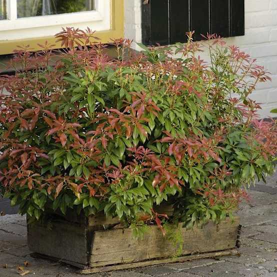 Pieris 'Mountain Fire' - Pot de 3 litres - Jardiland