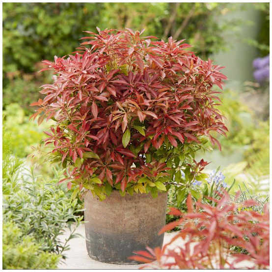 Pieris 'Mountain Fire' - Pot de 3 litres - Jardiland