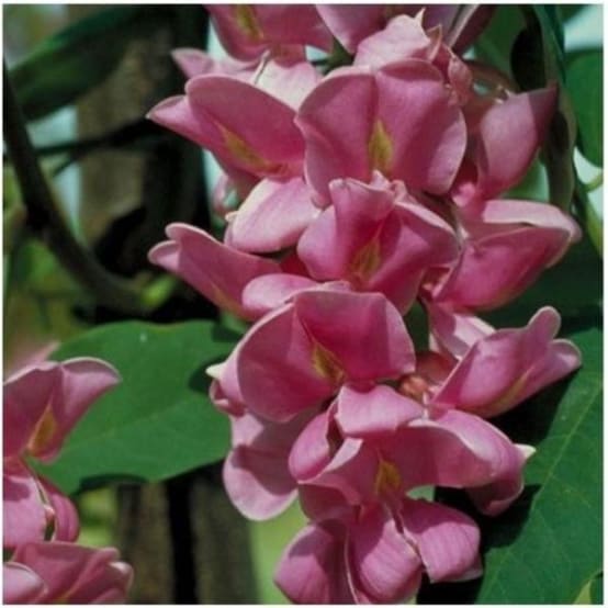 Robinia pseudoacacia 'Casque Rouge' - C30L - Jardiland