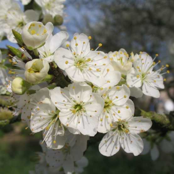 Prunier 'Quetsche d'Alsace' : taille en quenouille, en pot - Pot de 10 ...