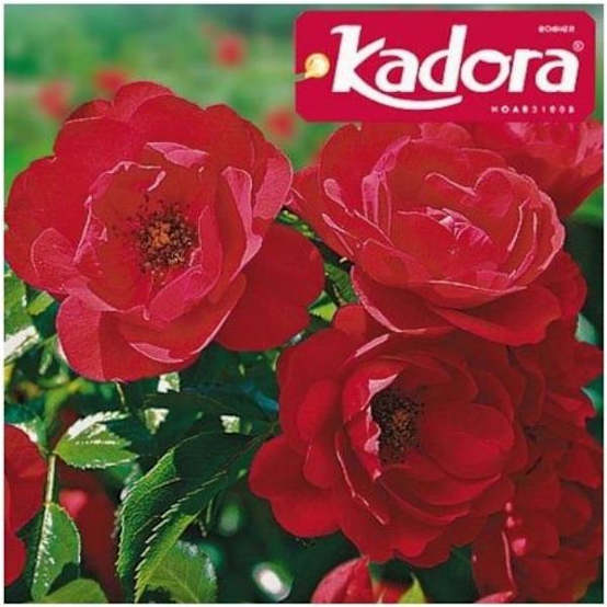 Rosa Decorosier® KADORA® - C5L - Jardiland