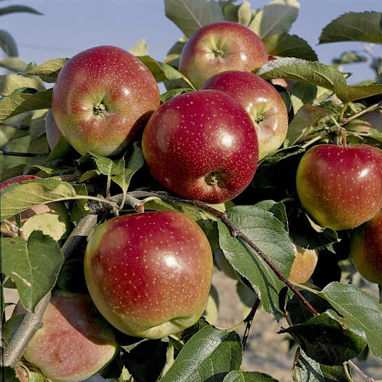 Pommier colonnaire Villandry® - Pot de 10 litres - Jardiland