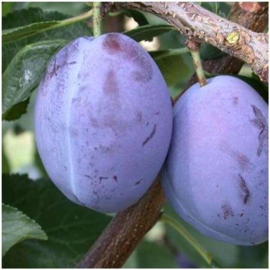 Prunier 'Quetsche d'Alsace' : taille demi-tige, en pot de 12 L - Pot de ...