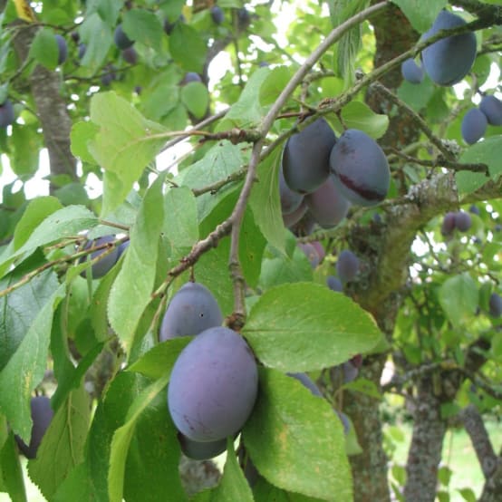 Prunier 'Quetsche d'Alsace' : taille demi-tige, en pot de 12 L - Pot de ...