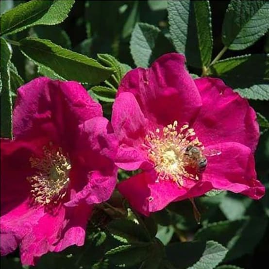 Rosa rugosa 'Rotes Meer'® - Pot de 3 litres - Jardiland