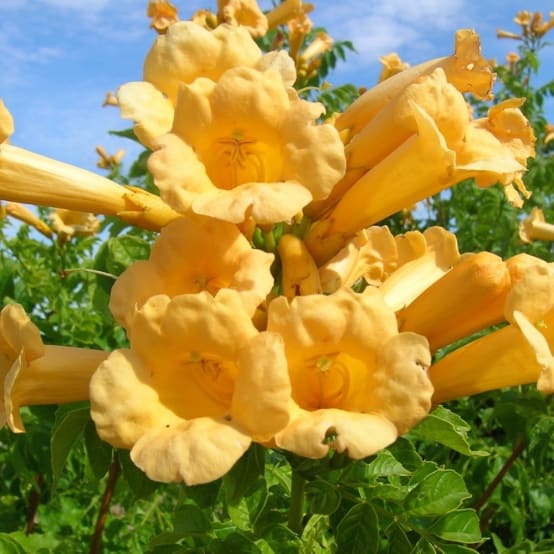 Bignonia 'Yellow trumpet' - C3L - Jardiland