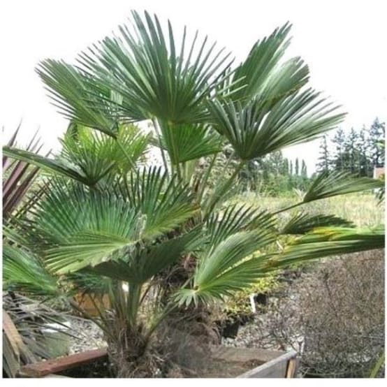 Palmier miniature de chusan - Pot de 7 litres - Jardiland