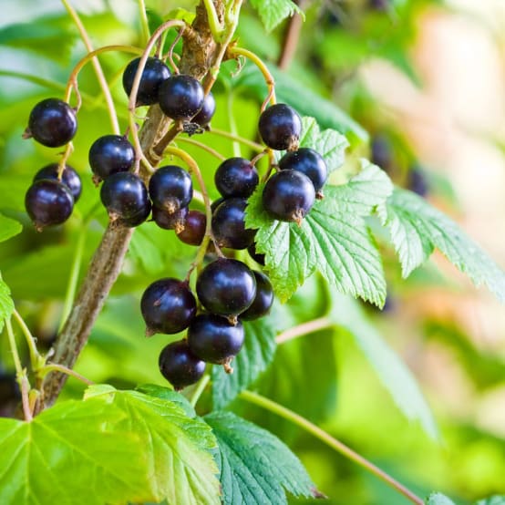 Cassissier 'Géant de Boskoop' - autofertile - Pot de 2 litres - Jardiland