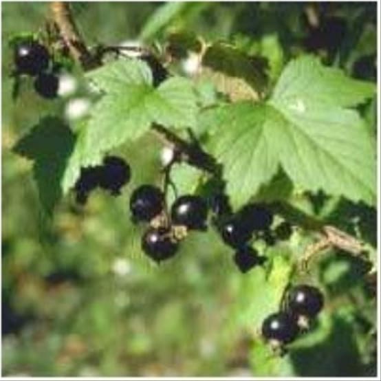 Cassissier 'Géant de Boskoop' - autofertile - Pot de 2 litres - Jardiland