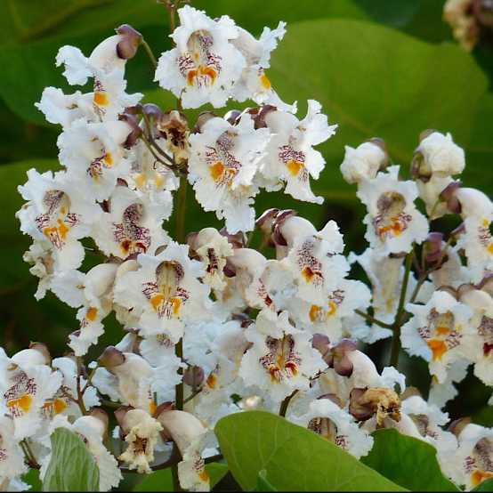 Catalpa commun - Pot de 30 litres - Jardiland