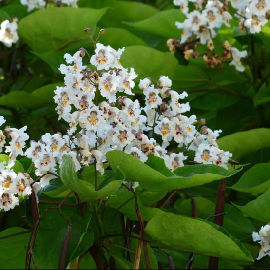 Catalpa commun - Pot de 30 litres - Jardiland
