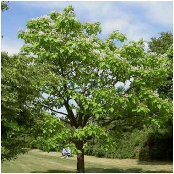Catalpa commun - Pot de 30 litres - Jardiland