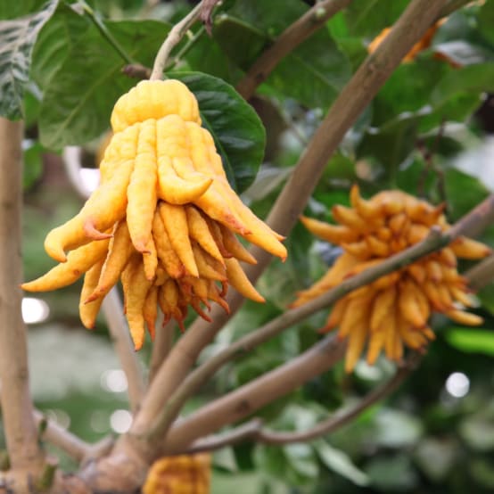 Cidrón 'Mano de Buda' - Maceta de 5 litros - Jardiland