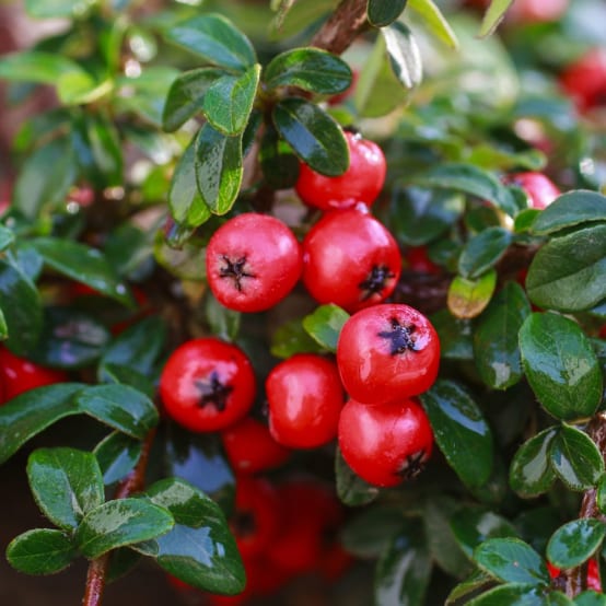 Cotoneaster horizontalis - Pot de 3 litres - Jardiland