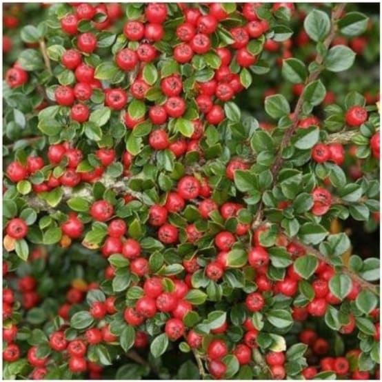 Cotoneaster horizontalis - Pot de 3 litres - Jardiland