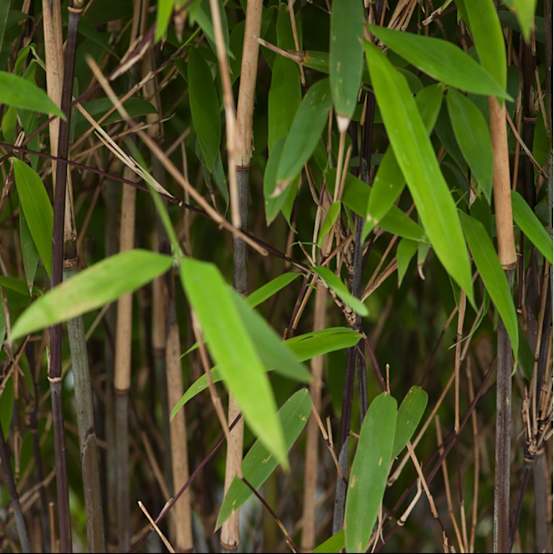 Bambou non traçant : Fargesia Volcano - Pot de 5 litres - Jardiland