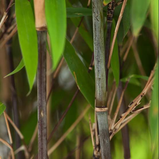 Bambou non traçant : Fargesia Volcano - Pot de 5 litres - Jardiland