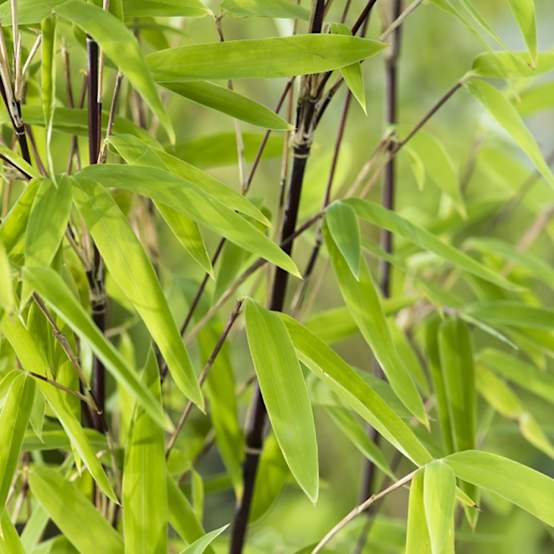 Bambou non traçant : Fargesia Volcano - Pot de 5 litres - Jardiland