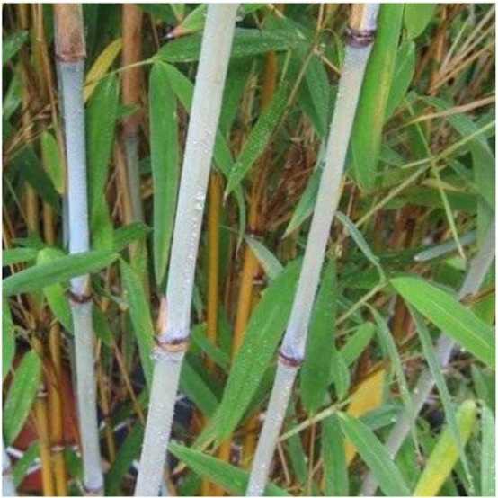 Bambou moyen : Fargesia 'Blue Dragon' - Pot de 5 litres - Jardiland