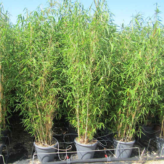 Bambou moyen : Fargesia 'Blue Dragon' - Pot de 5 litres - Jardiland